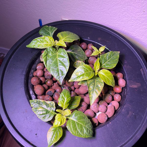 Philippine HOT Green Finger Pepper Seeds Sili Pang Sigang Sinigang Phil ...