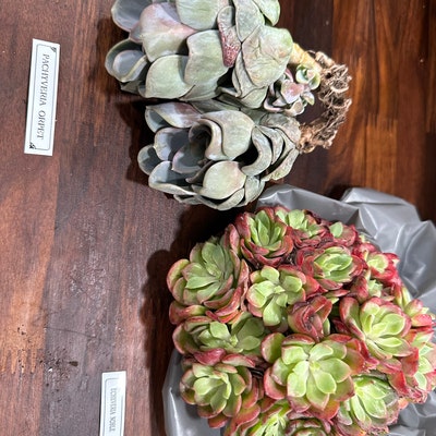 Live Succulents rare Succulents multihead Succulents dudleya Edulis - Etsy