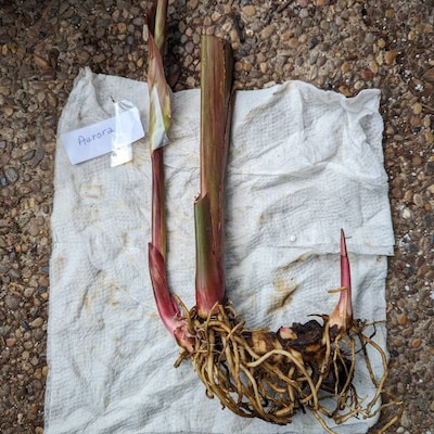 Variegated Canna Lily Rhizome Bulb, Giant Phasion / African Sunset ...