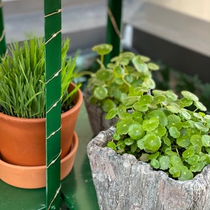 Hydrocotyle Vulgaris Copper Coin Plant, Chinese Coin Plant Marsh ...