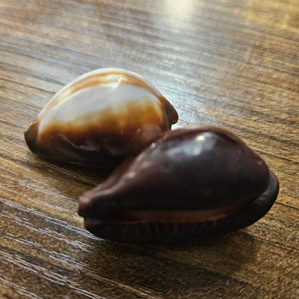 Hand Carved Indian Sheesham Wood Tripod Seashell Cobra Stands ...