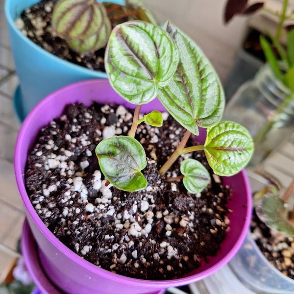 Peperomia Dragon Skin Starter Plant (ALL STARTER PLANTS Require You to ...