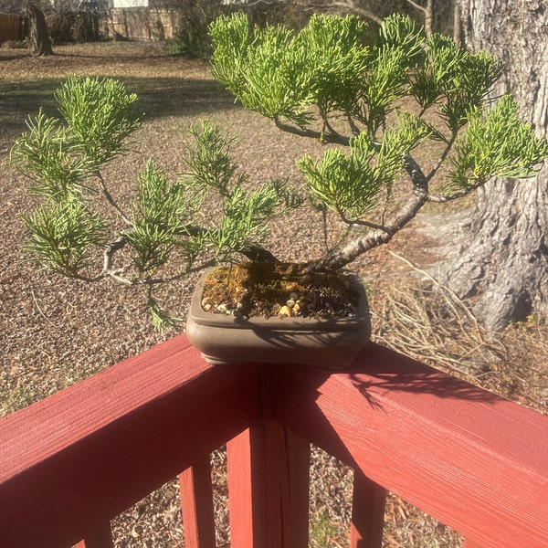 Japanese Wisteria Pre Bonsai Tree bridge to Nature Collection From Cute ...