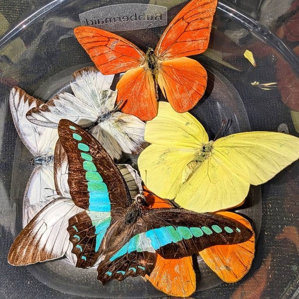 Butterfly Mounting Kit for Beginners, With Real Butterflies and Tools ...