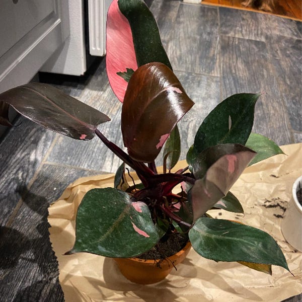 Alocasia Pink Princess Starter Plant ALL STARTER PLANTS Require You to ...