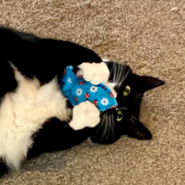 6 Pack Catnip Fish Toys - Fish Catnip Toys - Six Organic Catnip Toys ...