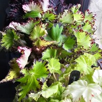 Mixed Alpine Plants Vibrant Garden Perennial Large Flowering Rockery ...