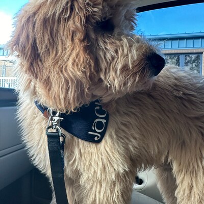 Batty Dog Bandana, Bats and Moons Dog Scarf, Snap on Halloween Dog ...