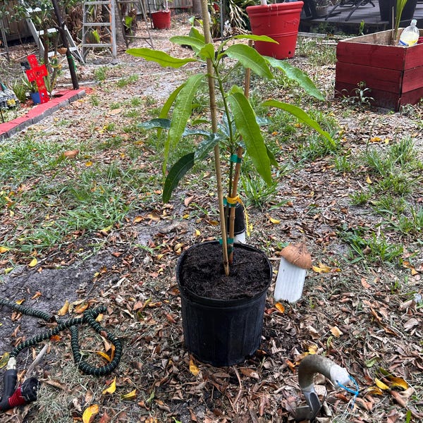 Julie Dwarf (juliette) Mango Tree GRAFTED 2-4 Ft Tall.ship to All ...