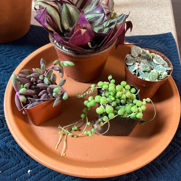 Ruby Necklace, String of Rubies, Little Pickles, Othonna Capensis ...