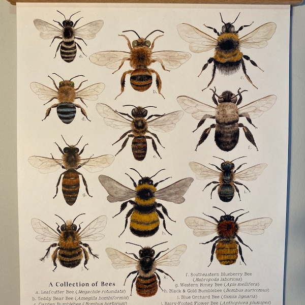 Educational Print - Printable Nature Art - A4 and 8 X 10 - Native Bees ...