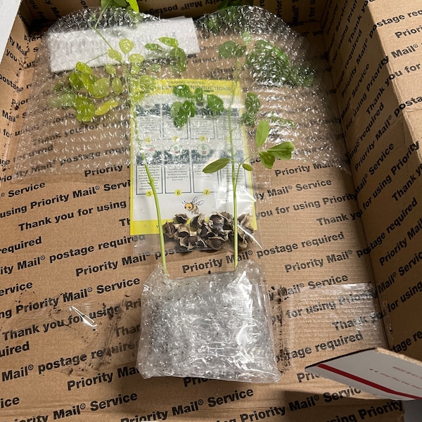 Moringa Oleifera Seeds Drumstick Seeds Malunggay Seeds Miracle Tree ...