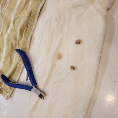 RARE Bonsai Dwarf RASPBERRY Fruit Tree 3,10,30,or200 SEEDS Can Grow ...