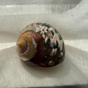 Conch Florida King Crown Conch Seashell Handpicked on Marco Island or ...