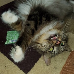 Cat Fin 5 Pack FIVE 5 Cheerful Assorted Cat Pyramid Toys - Etsy