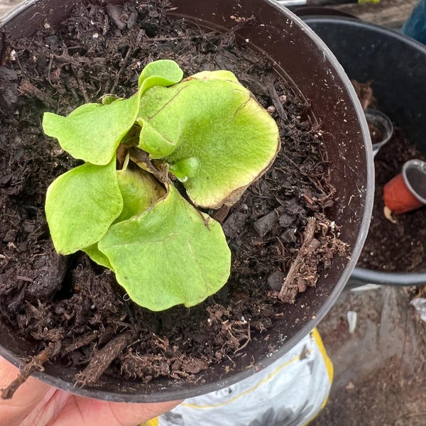 Elephant Ear Elk Staghorn Fern Starter Plant **(ALL Plants Require You ...