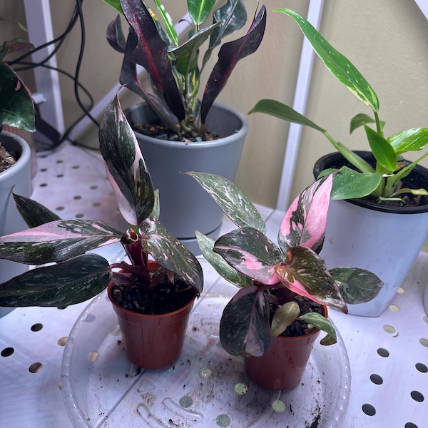 Philodendron Pink Princess 2” Pot (ALL STARTER PLANTS Require You to ...