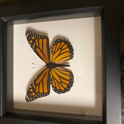 Real Framed Butterfly Monarch Butterfly Display 6x6 - Etsy