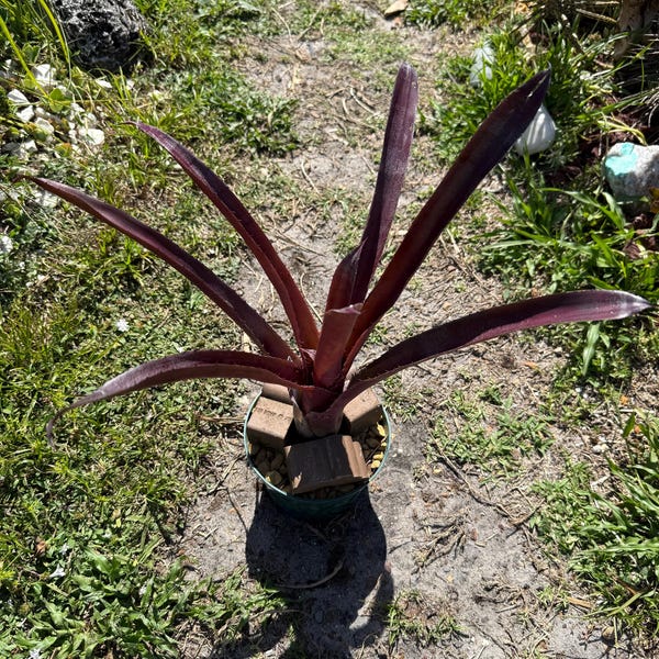 Billbergia Vittata 'domingos Martins' Bromeliad - Etsy