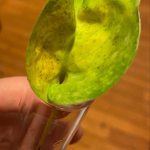 Pothos Kit - Ready to Grow Pothos - Pothos Variety Pack - 2 Leaf/2 Node ...