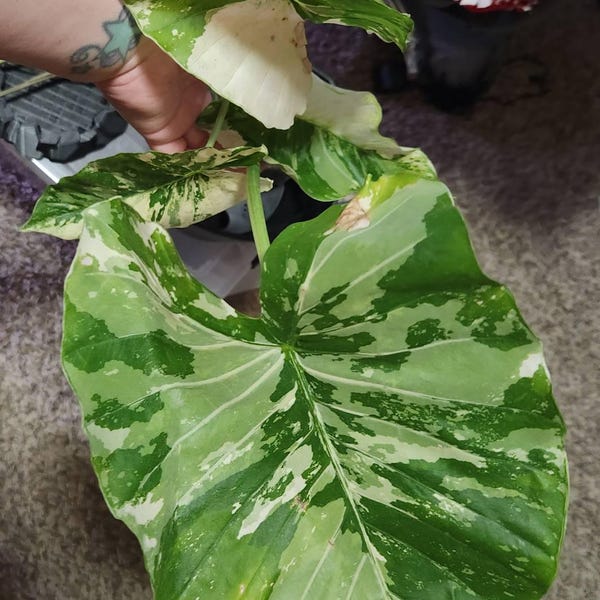 Anthurium Zara X Michelle Doc Block Hybrid - Etsy