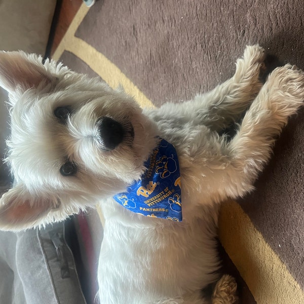 Spiderman Dog and Cat Bandana With Optional Personalization, Matching ...