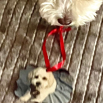 The Passive Aggressive Raven T-shirt - Etsy