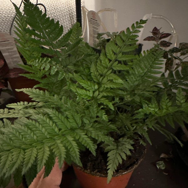 Korean Rock Fern (4" Pot) (polystichum Tsus-simense) - Etsy