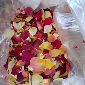 One Cup Petal Sample...choose YOUR Color FREE USA Shipping - Etsy