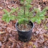 3 Giant Sequoia Trees - California Redwood - Potted - 8"-12" Tall ...