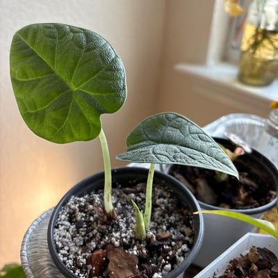 Chester Fern Starter Plant ALL STARTER PLANTS Require You to Purchase 2 ...