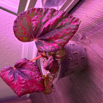 Harmonys Royal Majesty Begonia Starter Plant ALL STARTER PLANTS Require ...