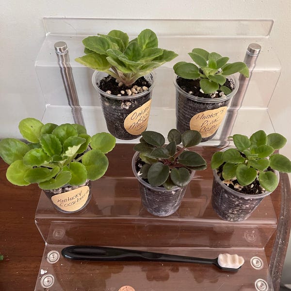 Optimara Chico Starter Plant - Etsy