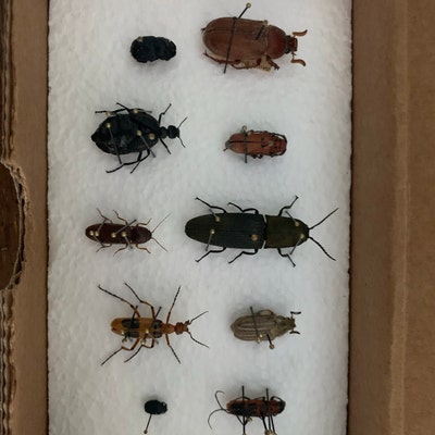 Assorted Beetles Bugs Insects Wholesale Mix Lot Collection Choose 1, 5 ...