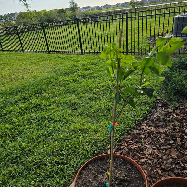 Sunburst Tangerine 3ft Grafted Tree . - Etsy