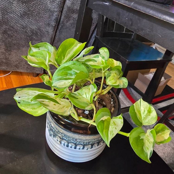 Potho Manjula High Viraigation Rare, Cuttings & Established Plants - Etsy