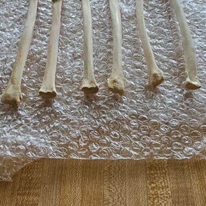 Deer Hoof Toe Bone for 6 Looks Like Arrowhead Natural Organic From Mn ...
