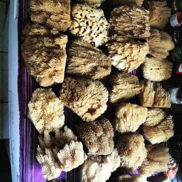 Nautical Gifts 7 VARIETY Tabletop Display Sea Sponge Sea Shell Cottage ...