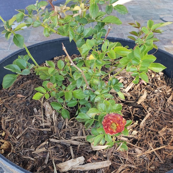 Yves Rose Ivory Yves Piagetmeiteroupy 2 Gal Own Root Live Plant ...