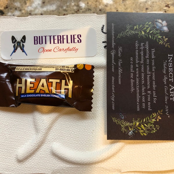 Blue Leafwing Butterfly, Anaea Xenocles, Spread for Your Project or ...