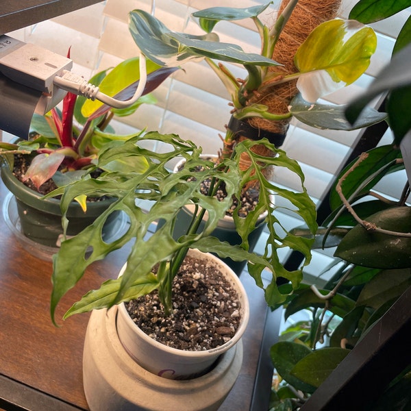 Monstera Obliqua Peru | Monstera Peru Obliqua | Fully Rooted Monstera ...