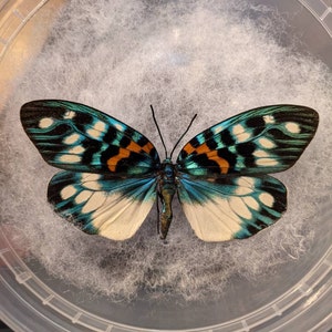 Erasmia Pulchera Real Moths Spread for Your Project or - Etsy