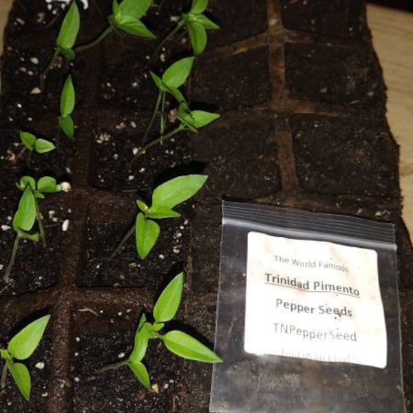 Heirloom Trinidad Pimento Pepper Seeds Organically Grown in Florida ...