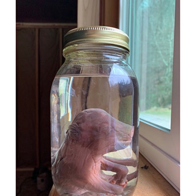 FREE SHIPPING Preserved Unborn Piglet in Jar. Wet Specimen - Etsy