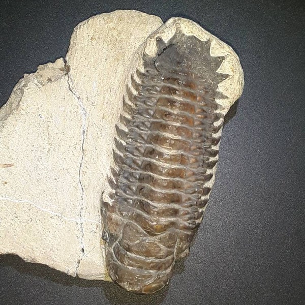 Detailed Crinoid Plate - Etsy