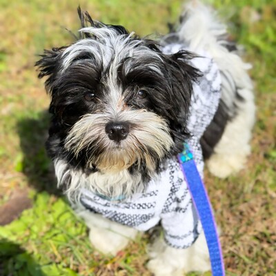 Hand Painted Indian Chief Wall Decor - Etsy