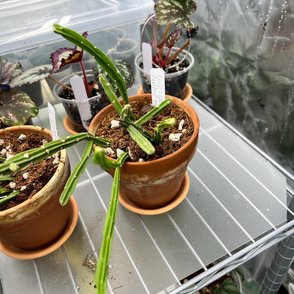 Rhipsalis Cereuscula, Rice Cactus, Coral Cactus Plants 4” Pot and 4 ...