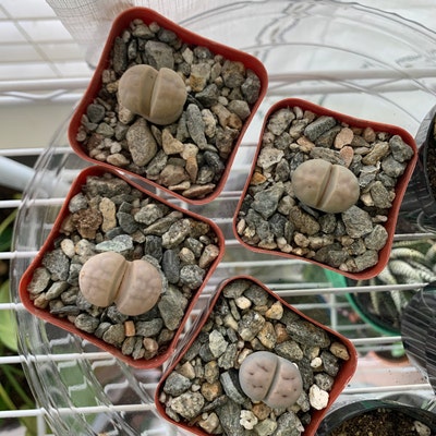Lithops Rock Succulent Plant One Potted Plant - Etsy