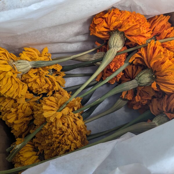 15 Celosia, Antique Red Parfait, 1 1/2 to 2 1/2 Flower Head, 10-12 ...