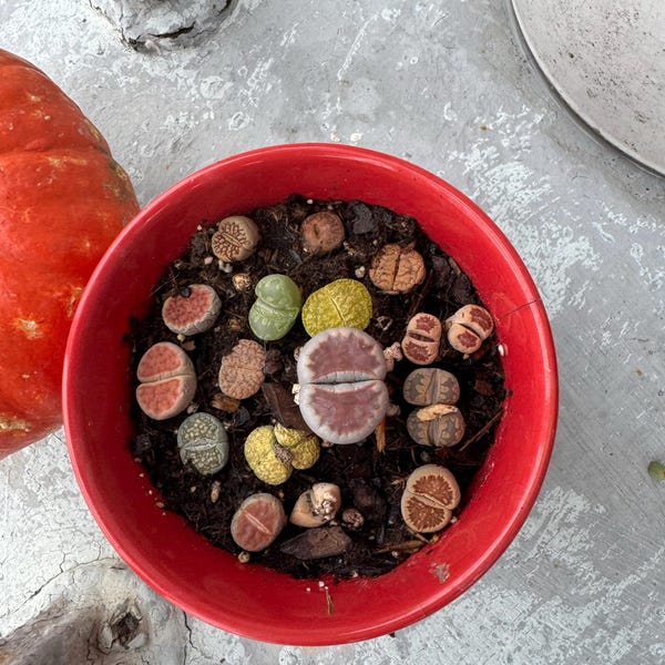 Live Plant Lithops Pseudotruncatella C244/white Plant/0.5 - Etsy